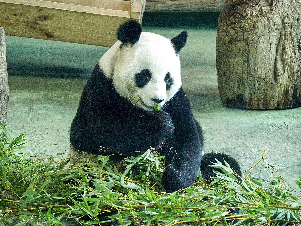 Endangered Species List: 2026 Update | SAPIRO